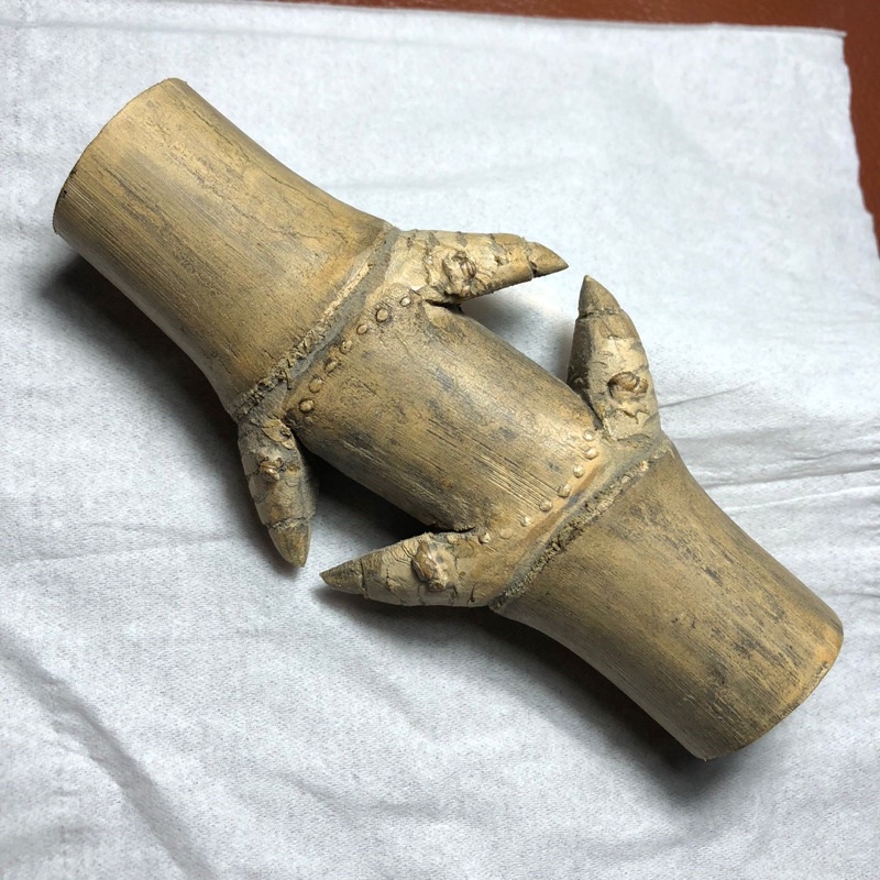 Jual Bambu Temuruas Atau Petil Lele Langka Asli Kalimantan | Shopee ...