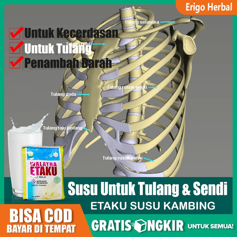 Jual Susu Untuk Tulang Dan Sendi - Patah Tulang - Tulang Keropos Etaku ...