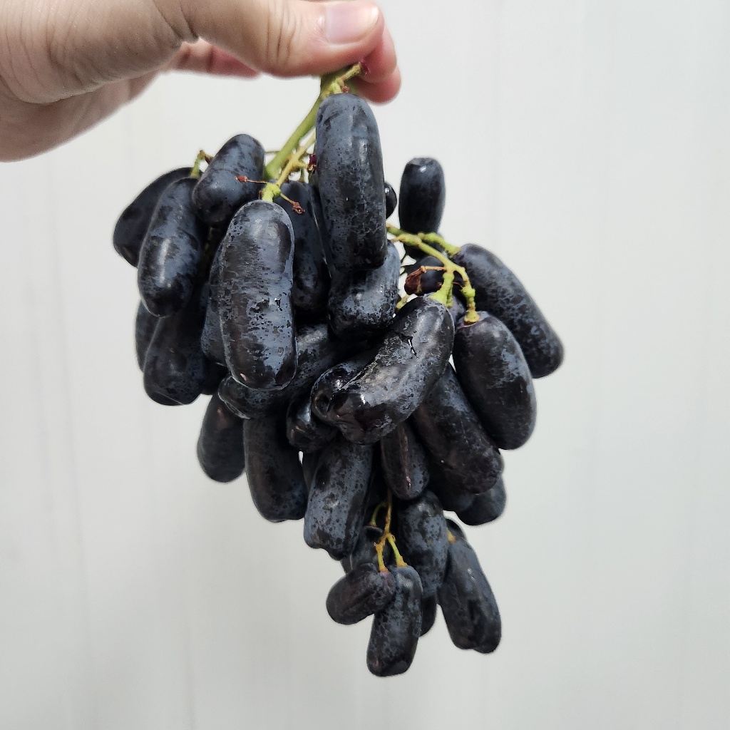 Jual Anggur Hitam Tanpa Biji Moondrop Sweet Saphire Grape 500gr ...