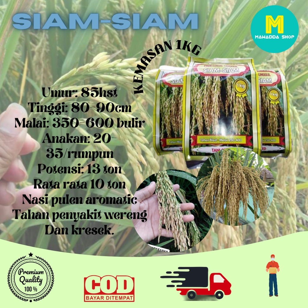 Jual Biji Padi Siam - Siam Biji Padi 1KG | Shopee Indonesia