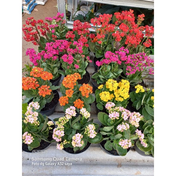 Jual RIMBUN SUPER + POT TANAMAN HIAS BUNGA CALANDIVA KALANCHOE COCOR ...