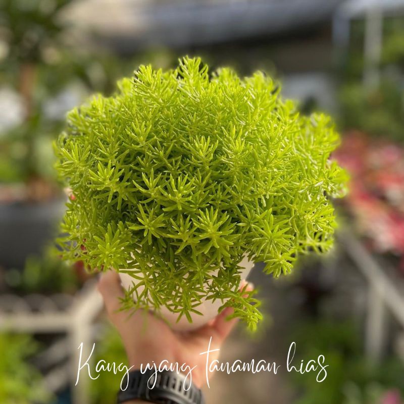 Jual TANAMAN HIDUP SEDUM GANTUNG / TANAMAN HIAS RUMPUT JARUM | Shopee ...