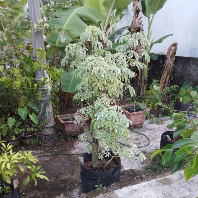 Jual Tanaman randu varigata / ceiba pentandra variegata | Shopee Indonesia
