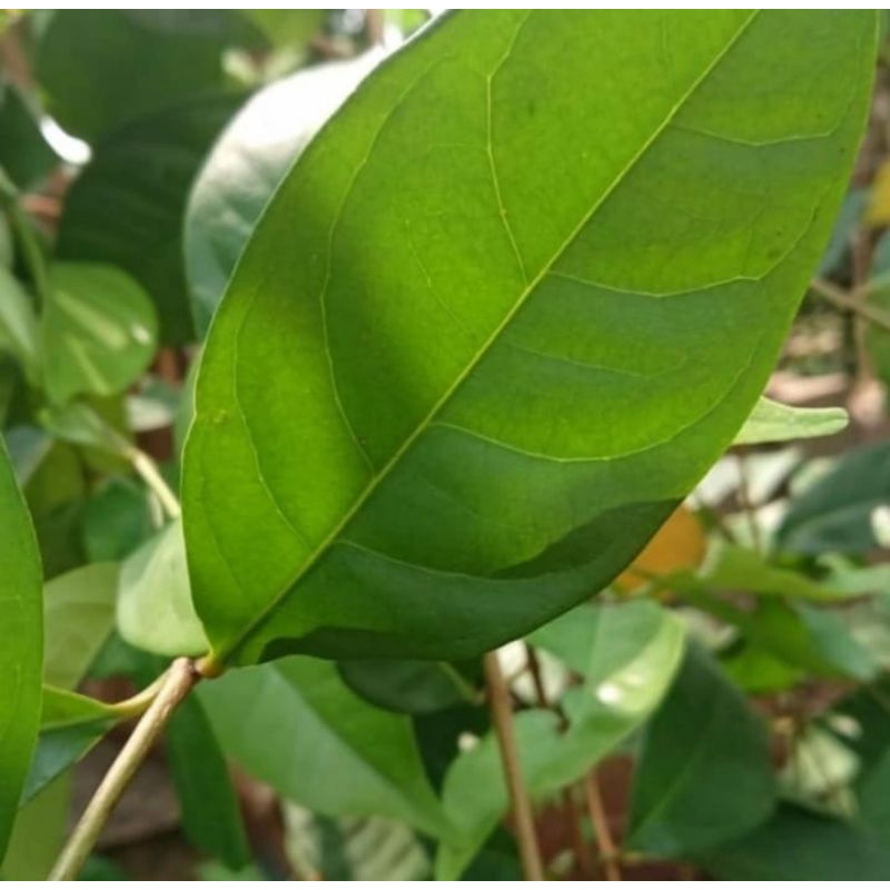 Jual Daun salam segar per helai | Shopee Indonesia