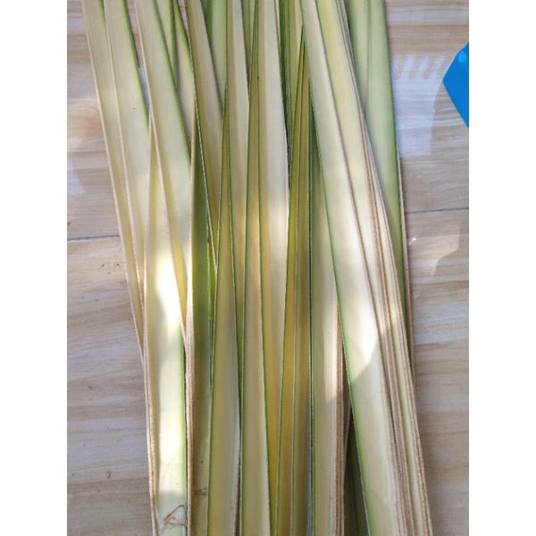 Jual daun kelapa muda atau janur ketupat 1 kg | Shopee Indonesia