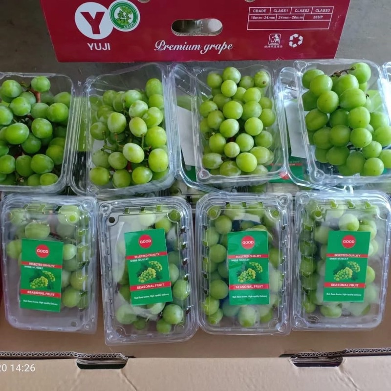 Jual buah anggur hijau shine muscat import per pack 500gram | Shopee ...