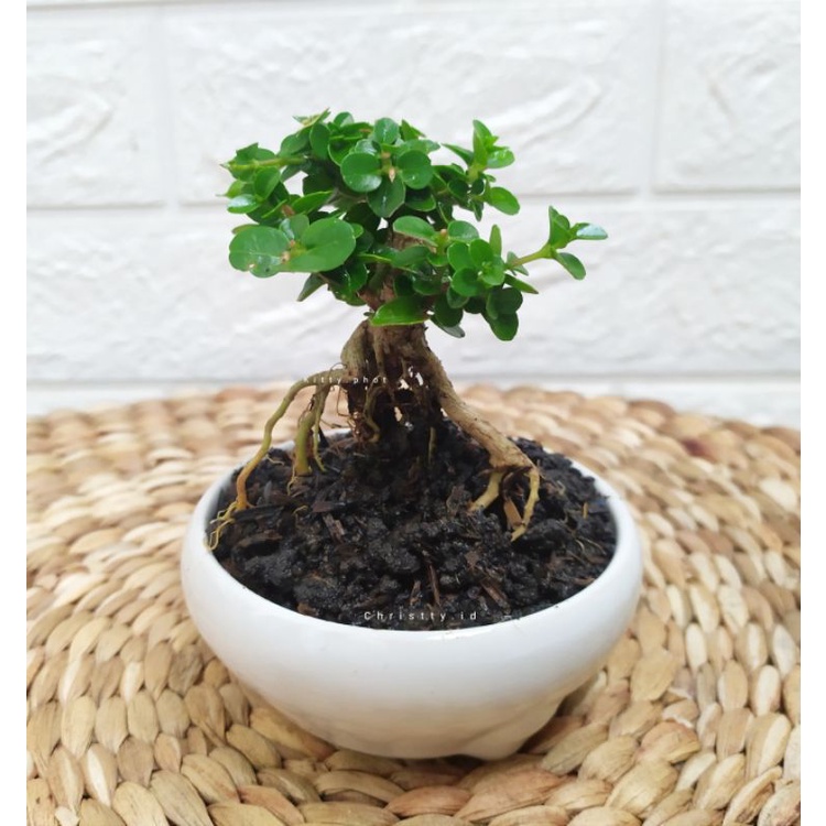 Jual Tanaman Bonsai Mini Unik Berkarakter Sacang/Sakura/Hokianti/Mikro ...