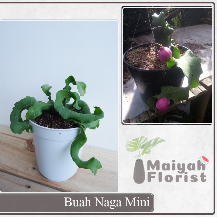 Jual Buah Naga Mini - Tanaman Buah CCCC | Shopee Indonesia