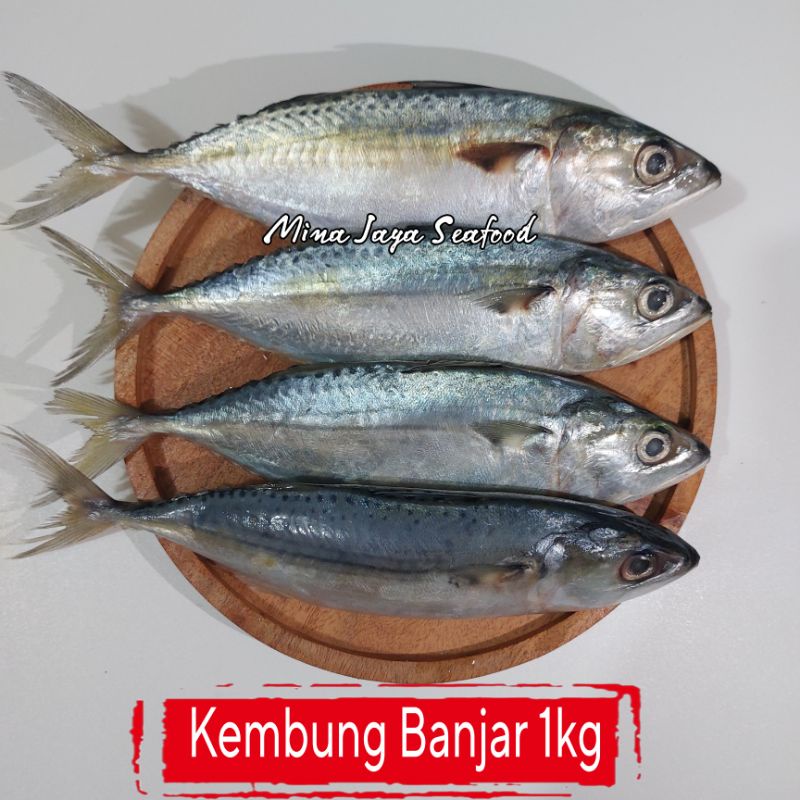Jual Ikan Kembung Banjar 1KG / FREE SUDAH DIBERSIHKAN | Shopee Indonesia