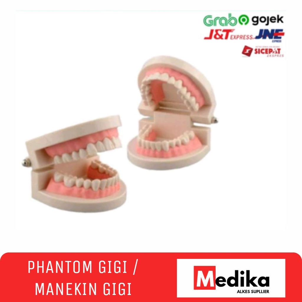 Jual Manekin Gigi / Model Studi Gigi / Phantom Gigi / Dental Model ...