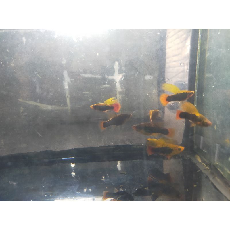 Jual ikan hias Platy variatus cendrawasih high fin | Shopee Indonesia