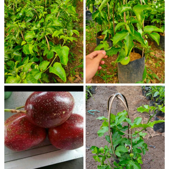 Jual Bibit Pohon Buah Markisa Ungu Merah Hitam -Tanaman Edulis Sims Berbuah MMM | Shopee Indonesia