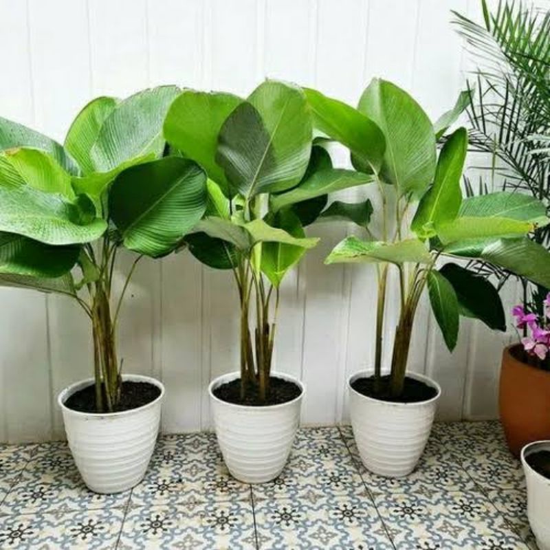 Jual Calathea Lutea Pisang Pisangan - Tanaman Hias Calathea Lutea ...