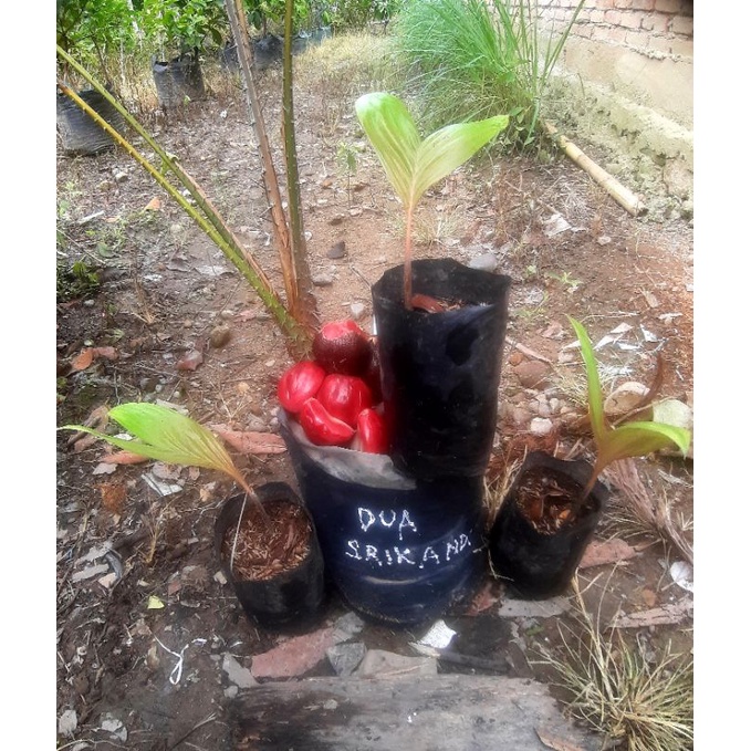 Jual Bibit Salak Merah Polybag masih Langka Buah Eksotis Nusantara ...