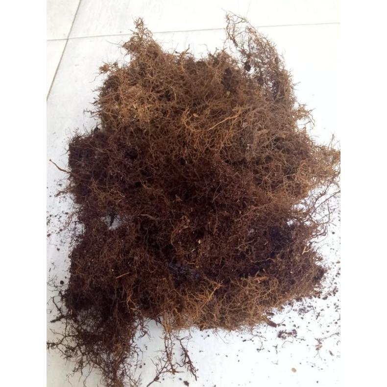 Jual Media Tanam Mos Hitam Akar Kadaka Kemasan 1 Kg | Shopee Indonesia