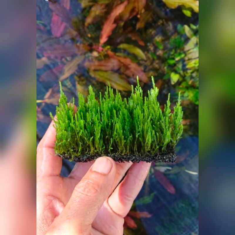 Jual mos flame media pakis tanaman aquascape hiasan aquarium | Shopee ...
