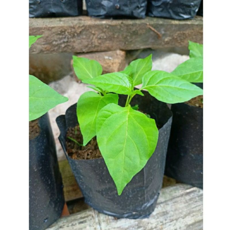 Jual Bibit tanaman cabai kampung atau cabe rawit | Shopee Indonesia