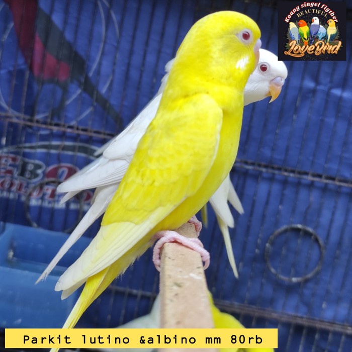 Jual Burung Parkit albino dan lutino mata merah ori | Shopee Indonesia
