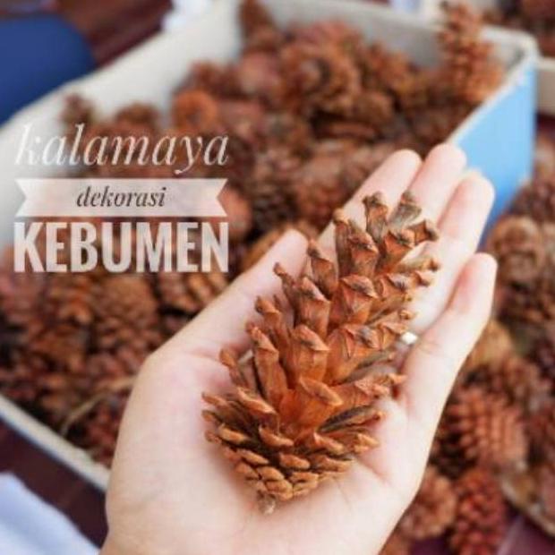 Jual Biji Pinus Mahar Dekorasi Daun Rustik Kering Palem Sikas Pampas ...