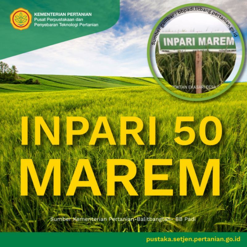 Jual Benih padi unggul inpari 50 marem bersertifikat label ungu kemasan ...