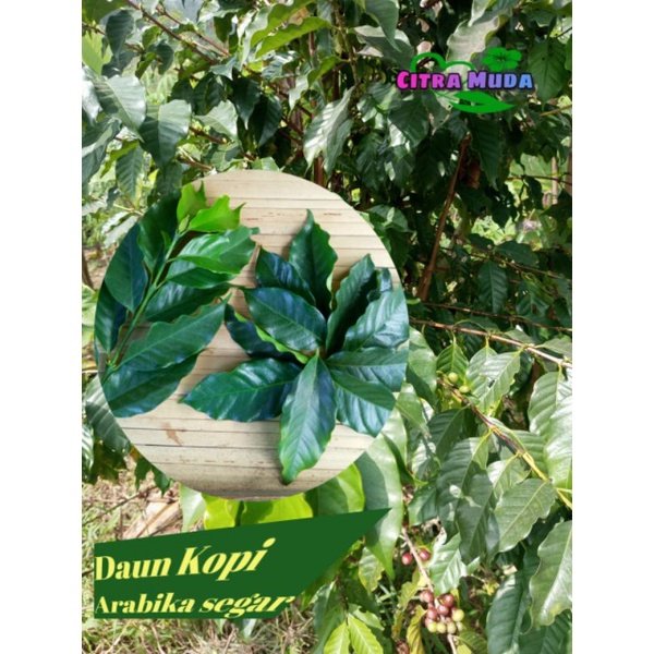 Jual Daun Kopi ARABIKA Herbal Segar500gram | Shopee Indonesia