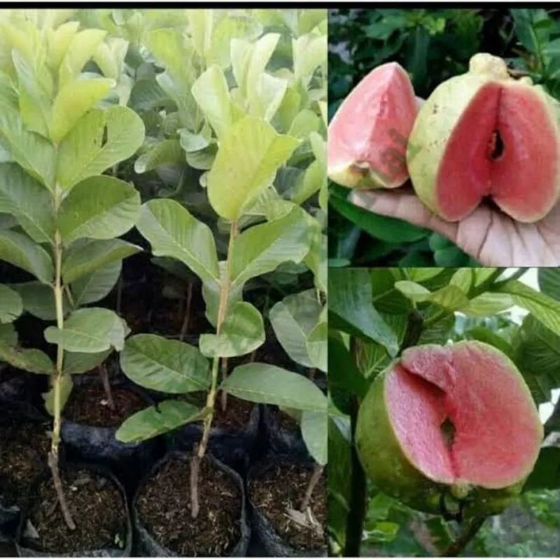 Jual Bibit jambu kristal merah siap berbuah di pot / tabulampot ...