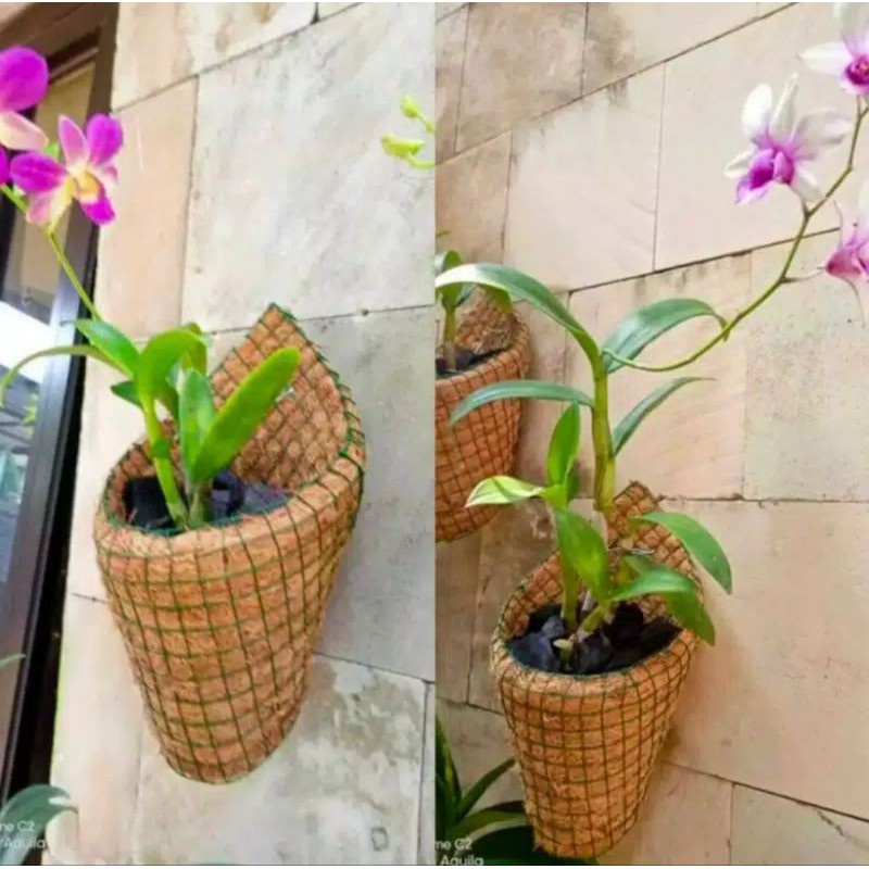 Jual pot anggrek tempel dinding/pot bunga sabut kelapa | Shopee Indonesia