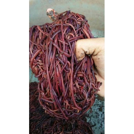 Jual CACING TANAH PREONIK 100gram SUDAH DENGAN PACKING PAKAN CANA UMPAN ...