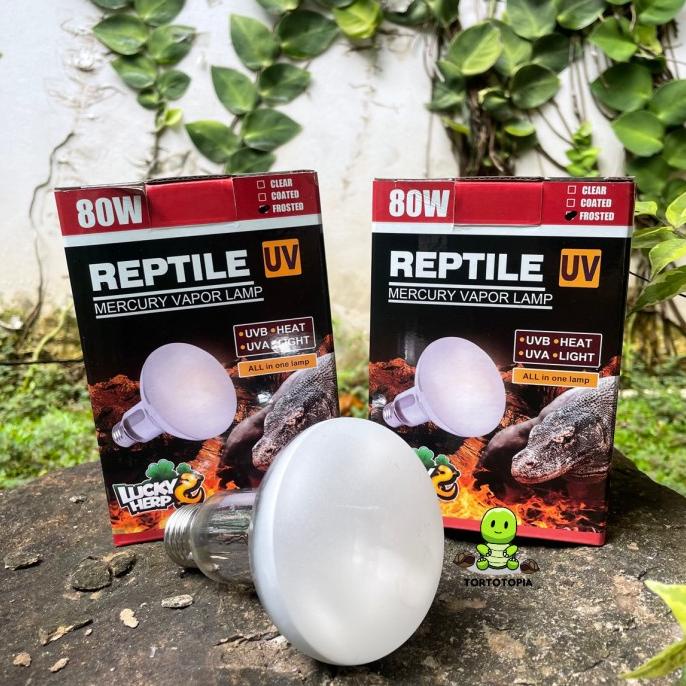 Jual Lampu Uva Uvb Mercury Vapor 80W Lucky Herp Torto Sulcata Kura Reptile | Shopee Indonesia