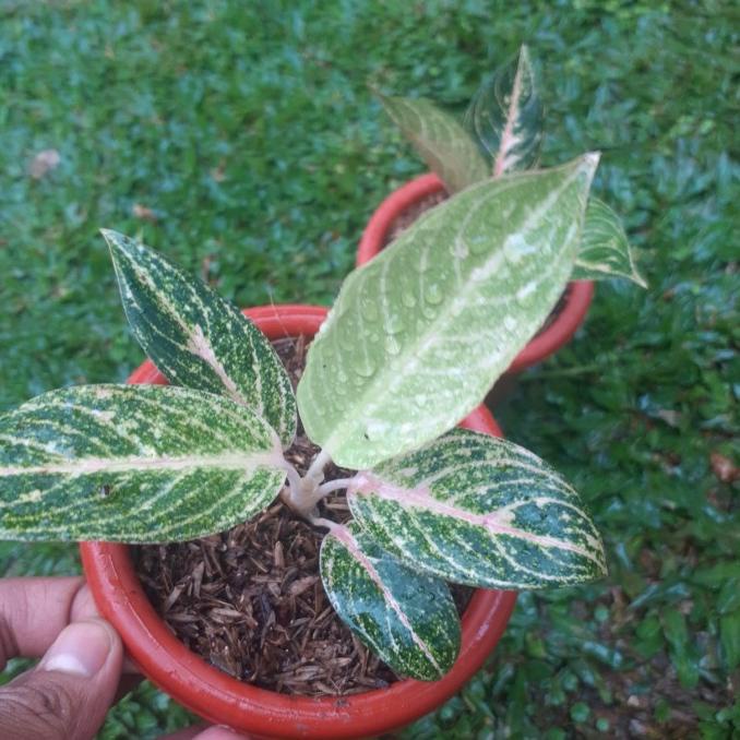 Jual BARU !!! Aglonema Lisa Jenis Aglonema Koleksian Jadul Langka ... Jual BARU !!! Aglonema Lisa Jenis Aglonema Koleksian Jadul Langka ...