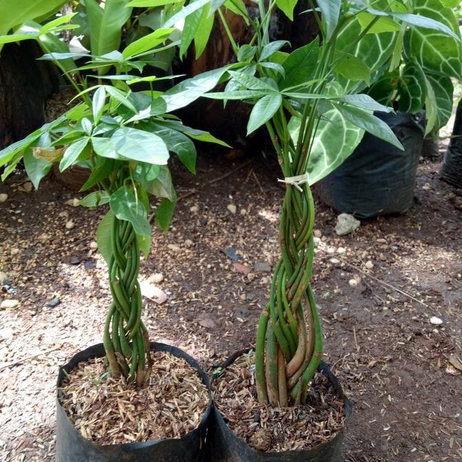 Jual Laris Tanaman Hias Pachira Kepang | Pohon Pachira Kepang 9 Money ...