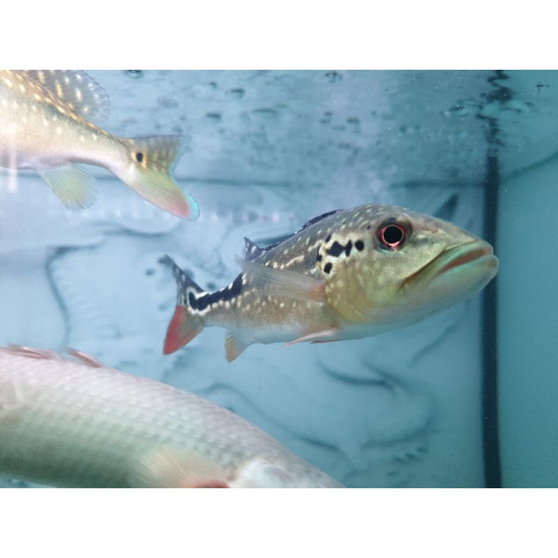 Jual Ikan Pbass Pinima | Shopee Indonesia