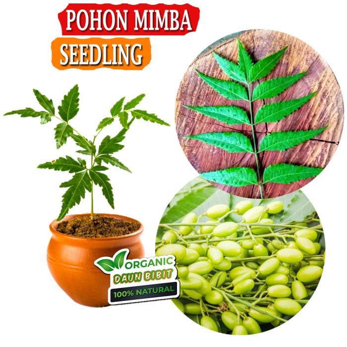 Jual Bibit Pohon Mimba | Pohon Soekarno | Shopee Indonesia