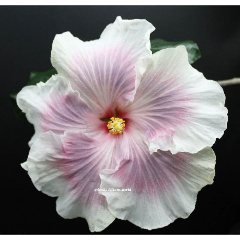 Jual NEW!!! TANAMAN HIAS HIBISCUS BUNGA KEMBANG SEPATU//PUTIH UNGU ...