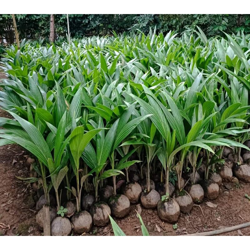 Jual BIBIT KELAPA WULUNG TINGGI 1 METER UP AKAR MERAH BERKHASIAT DAN ...
