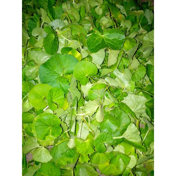 Jual Daun pegangan /Daun antanan segar tanpa batang dan akar 100 gram ...