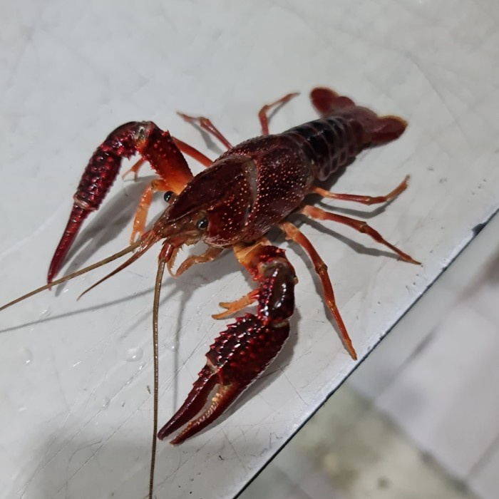 Jual LOBSTER MERAH AIR TAWAR HIASAN AQUARIUM | Shopee Indonesia