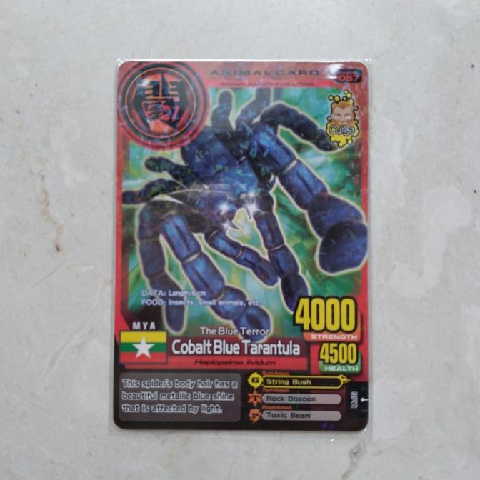 Jual Kartu Card Animal Kaiser cobalt blue tarantula | Shopee Indonesia