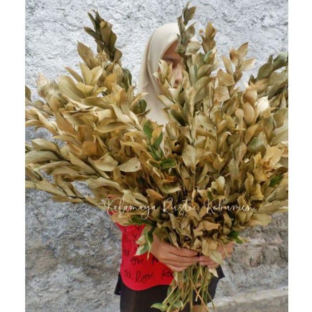 Jual Daun Ruskus Kering Asli Hiasan Buket Bunga Rangkaian Bunga ...