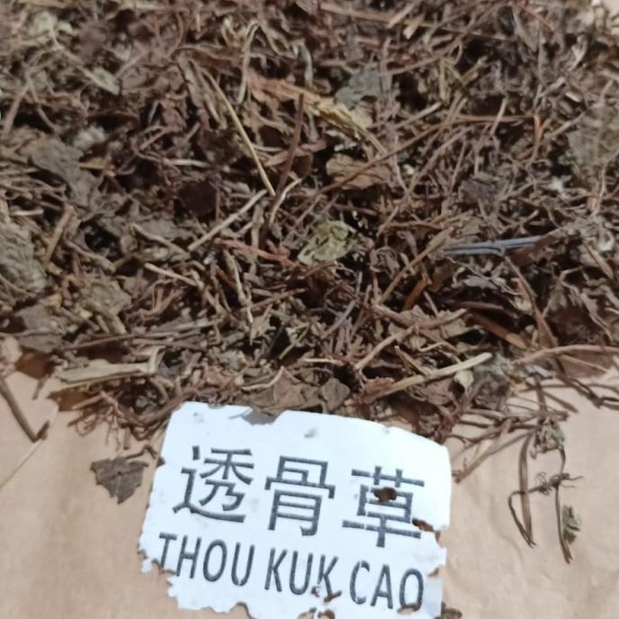 Jual +++++] 300 G GR GRAM TOU GU CAO CAULIS IMPATIENTIS | Shopee Indonesia