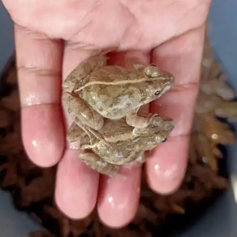 Jual 86 Katak sawah/percil sawah pakan hewan reptil/predator 15 ekor ...