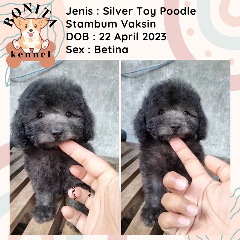 Jual Silver Toy Tiny Poodle Stambum Jantan Betina Anak Anjing Poodle ...