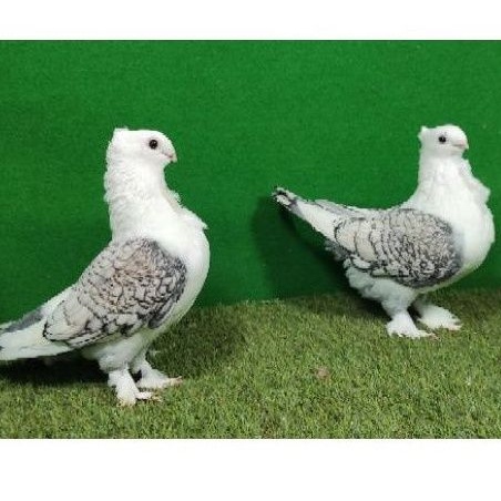 Jual merpati santinet bagus. | Shopee Indonesia