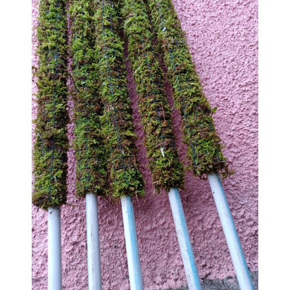 Jual Mau Hemat Turus Lumut 60cm dengan pipa 1/2 inch dan 1 inch ...