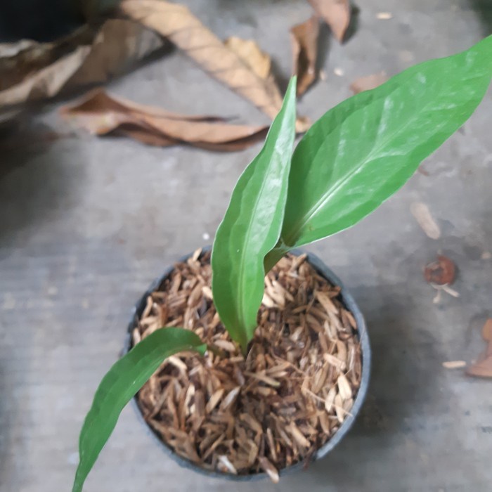 Jual MUST HAVE!! ANTHURIUM PAKETAN ( OBOR DAN COBTIK VARIGATA ...