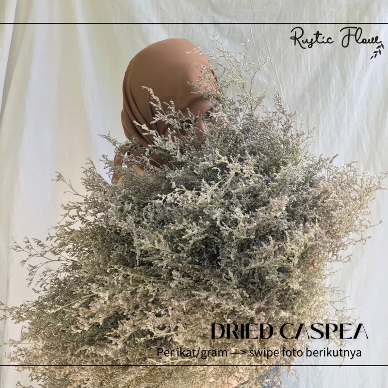 Jual READY | DRIED CASPEA | bunga kering asli | bunga dekorasi ruangan ...