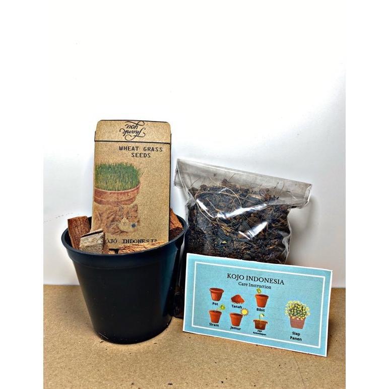 Jual Murah Wheat Grass Grow Kit ( Paket Siap Taman Rumput Kucing ...