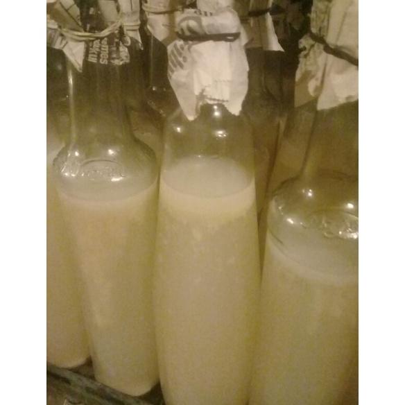 Jual Viral Bibit Starter Nata De Coco | Bacteri Acetobacter Xylinum ...