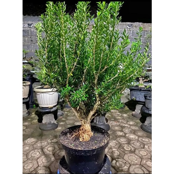 Jual bahan bonsai tanaman hias boksus rimbun | Shopee Indonesia