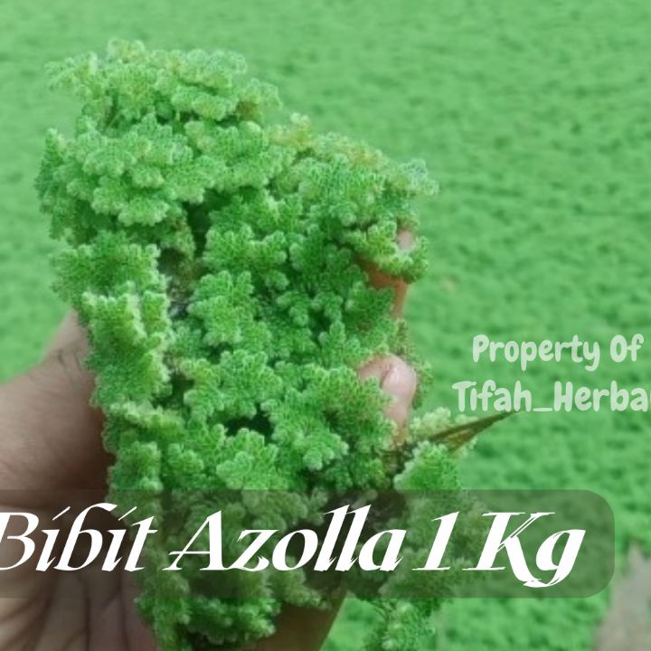 Jual Terlaris Bibit Azolla Pinata Benih Azola Microphyla Pakan Ikan ...